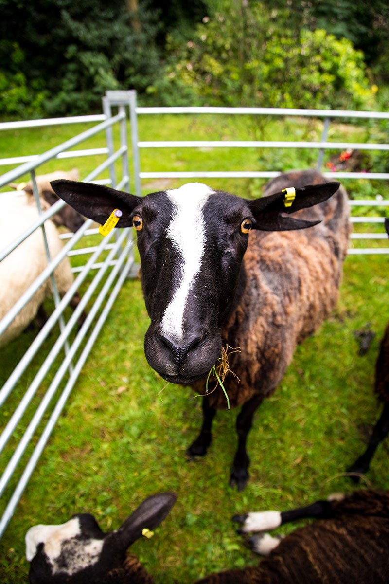 Steps Farmcare Centre Customized Ear Tags for Goats in Nairobi, Kenya